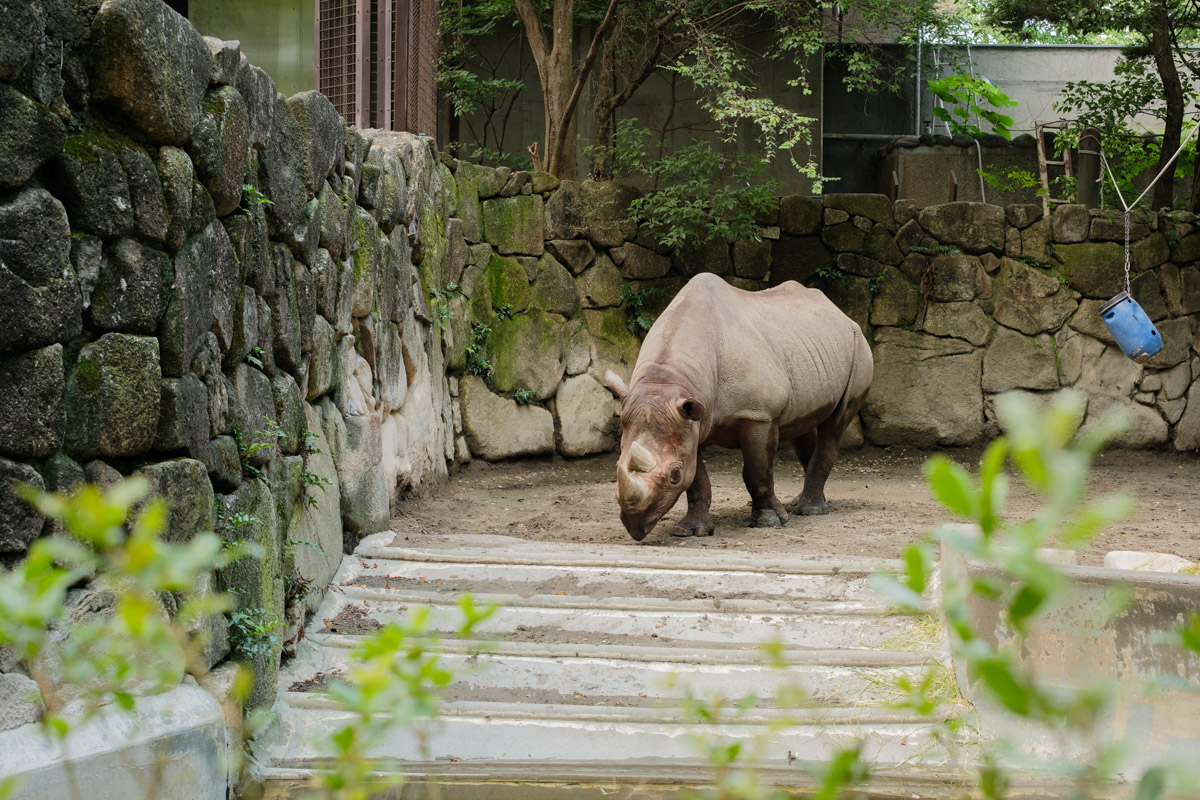 Ueno แนะนำสถานที่ท่องเที่ยวและแหล่งชอปปิ้งย่านอุเอโนะ - Go!Graph Japan