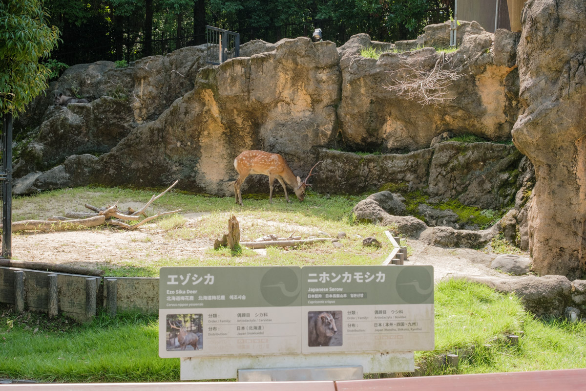 Ueno แนะนำสถานที่ท่องเที่ยวและแหล่งชอปปิ้งย่านอุเอโนะ - Go!Graph Japan