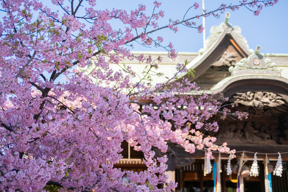 7 พิกัด ซากุระบานเร็วในโตเกียว - Go!Graph Japan