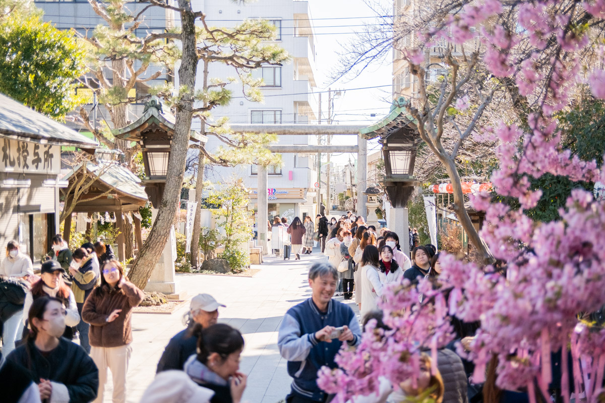 7 พิกัด ซากุระบานเร็วในโตเกียว - Go!Graph Japan