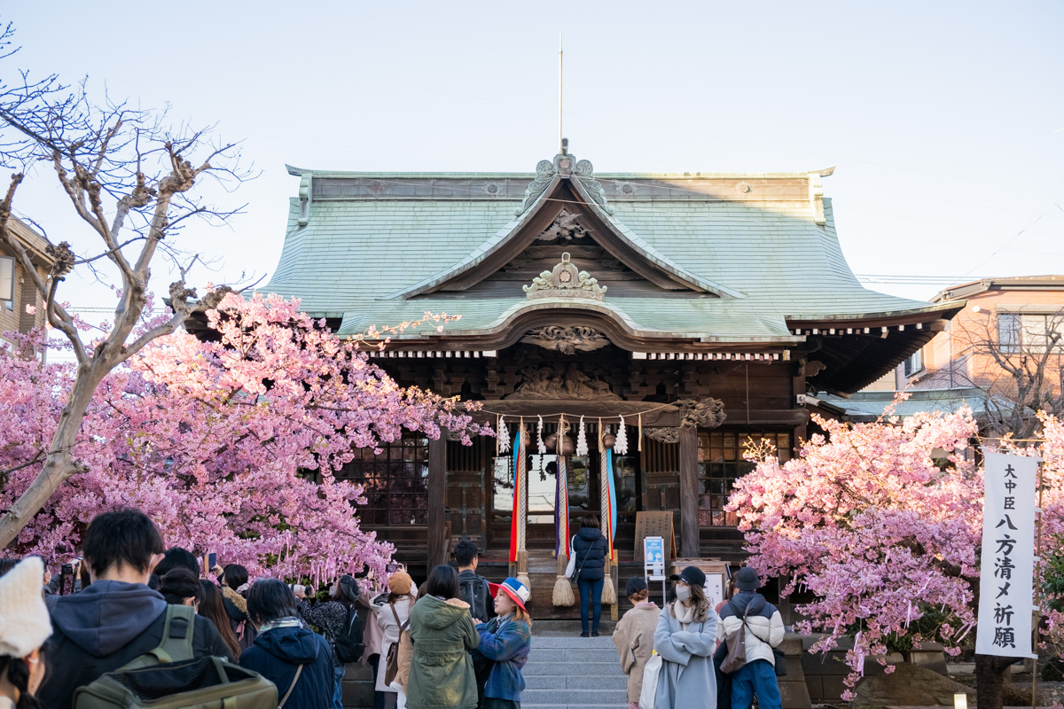 7 พิกัด ซากุระบานเร็วในโตเกียว - Go!Graph Japan